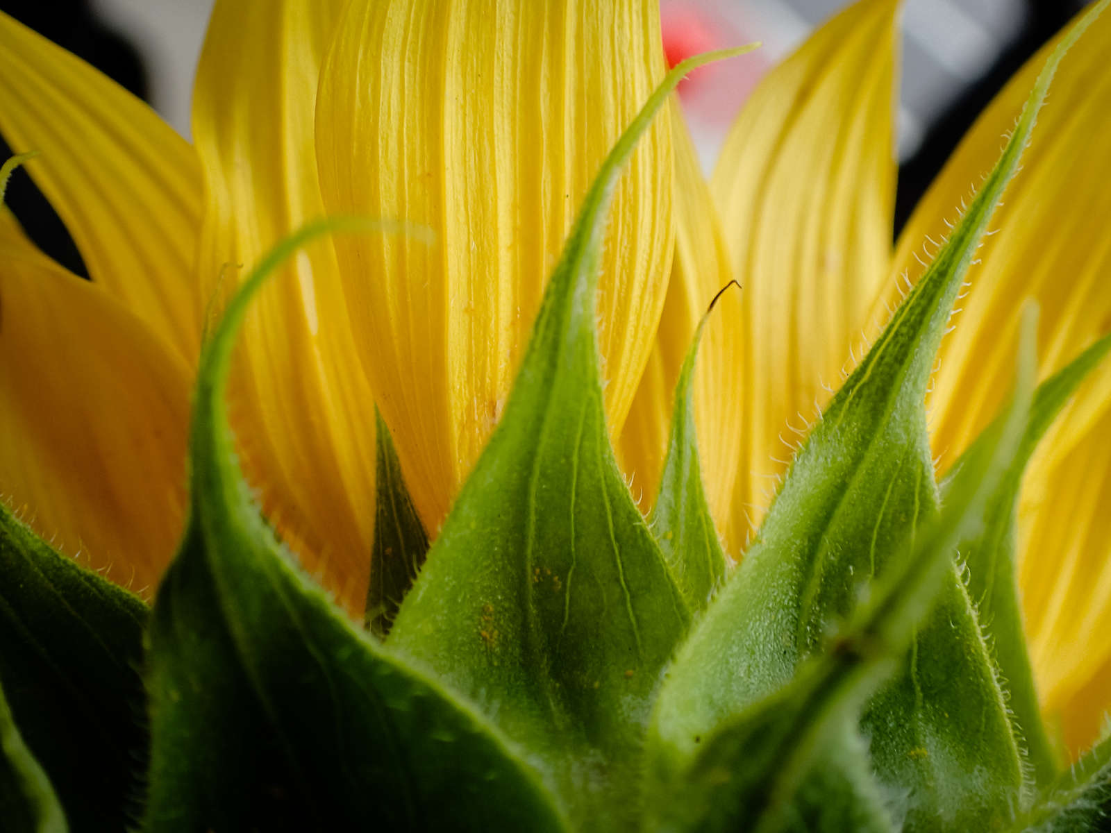 9 tips for fantastic flower photography – Mike's Camera Blog