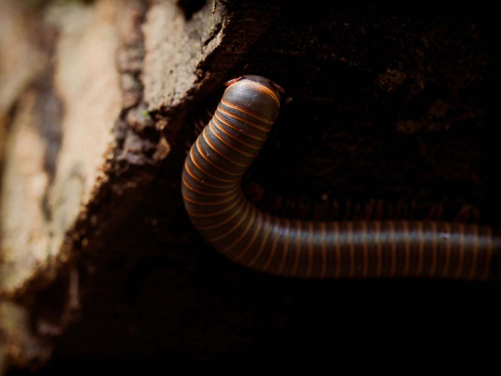 9 tips for macro insect photos – Mike's Camera Blog